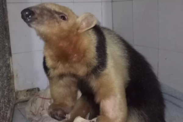 Un oso melero rescatado en un campo mendocino será derivado a ...