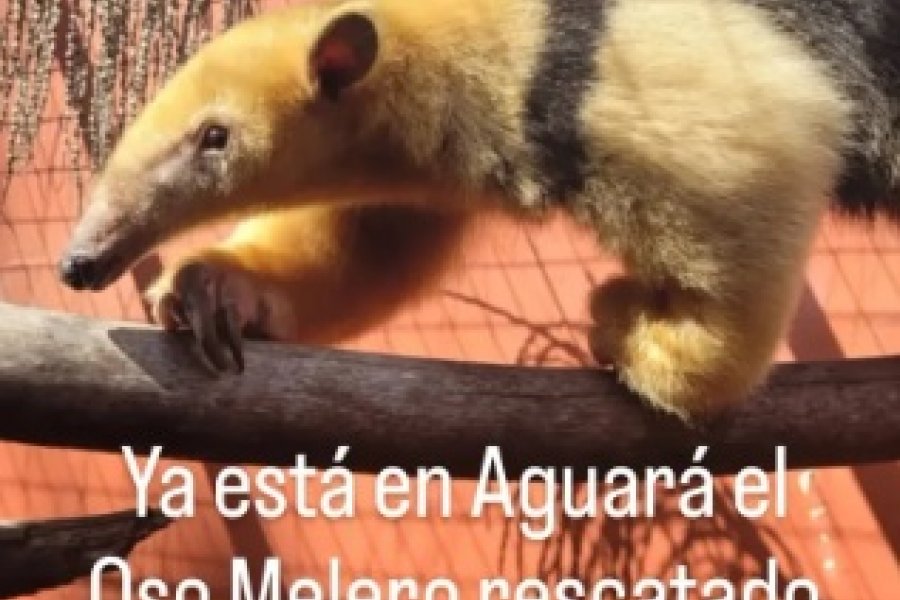Ya está en Corrientes el oso melero rescatado en Mendoza | Corrientes Hoy