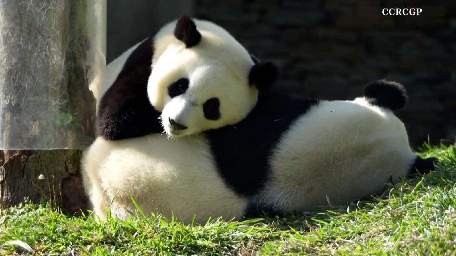 Amor de oso: así despierta un joven panda a su madre para jugar ...