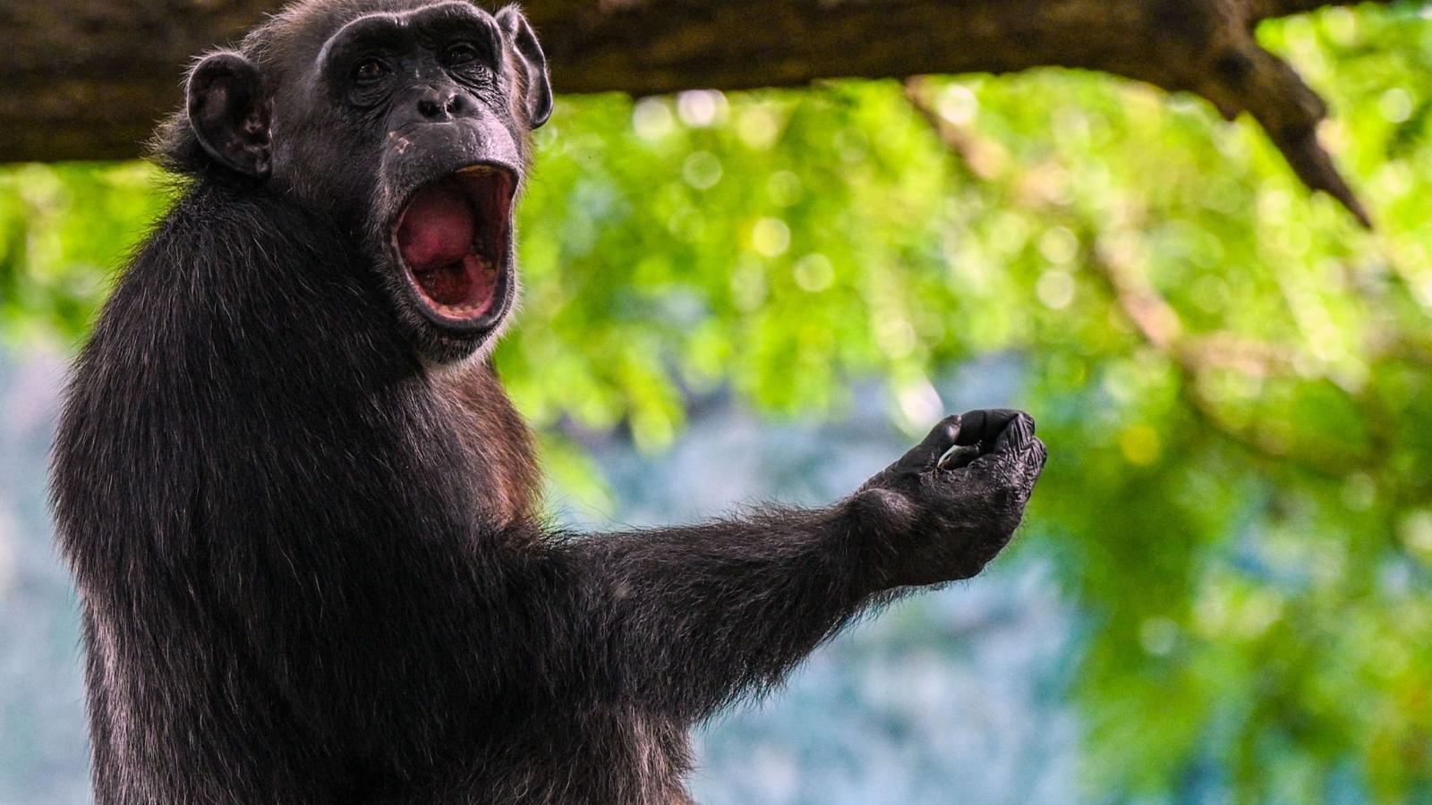 Estudio descubre que los primates tienen sentido del humor como los ...