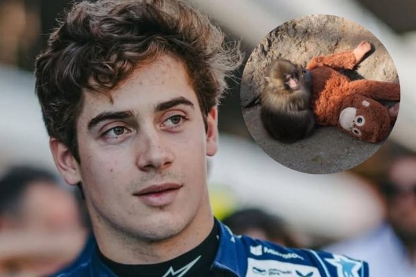 Quién es Punch, el mono viral que mencionó Colapinto en la previa del ...